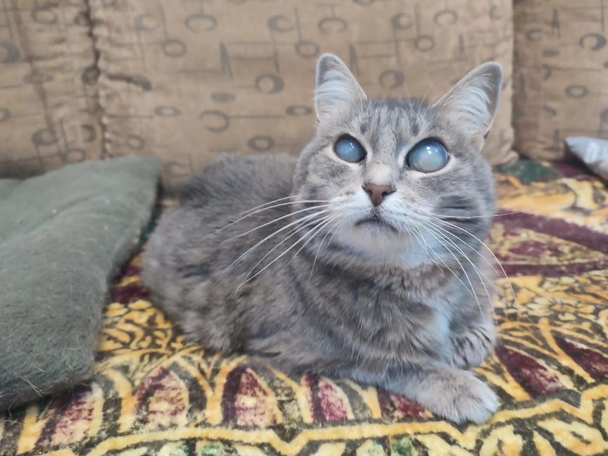 Очень особенный которебенок ищет маму