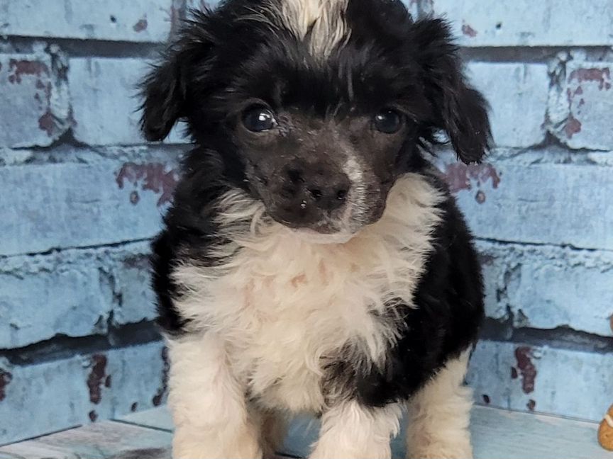 Пуховые щенки Китайской Хохлатой