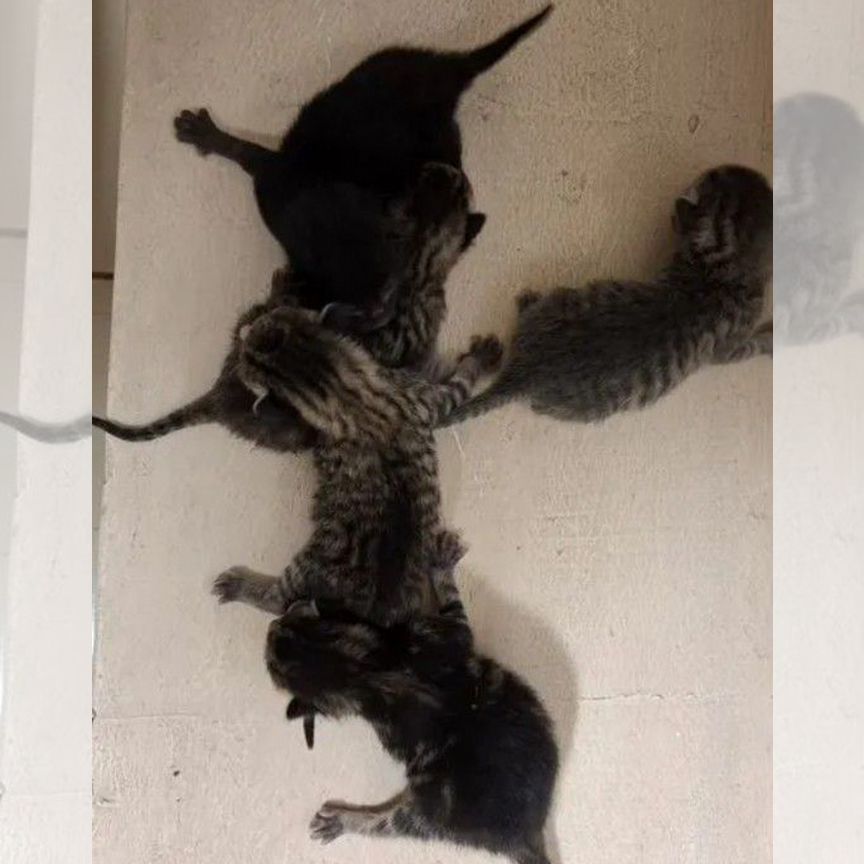 Котята в добрые руки