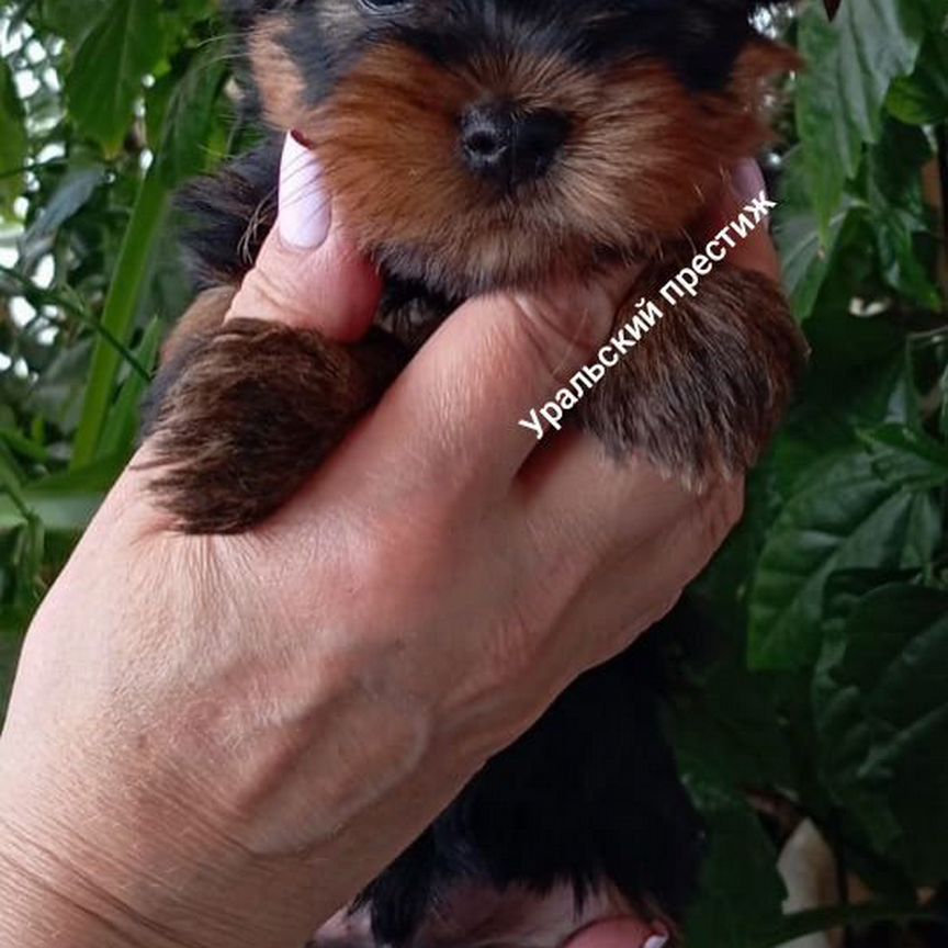 Йоркширский терьер