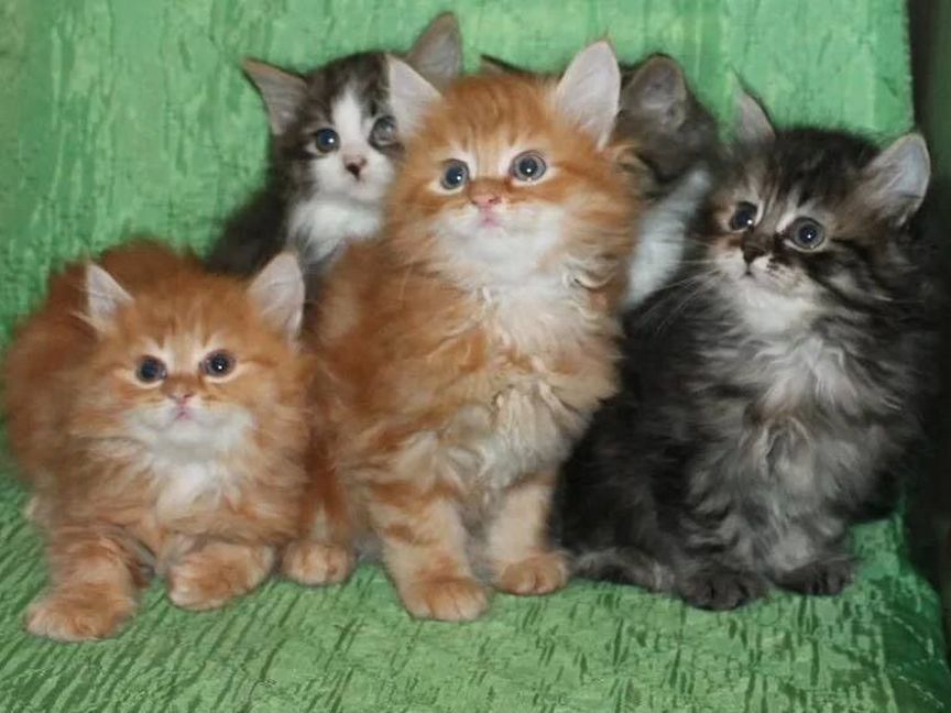 Сибирские котята