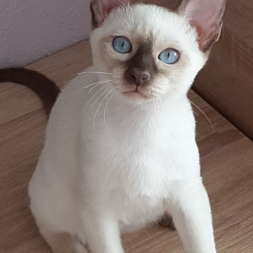 Тайский котенок