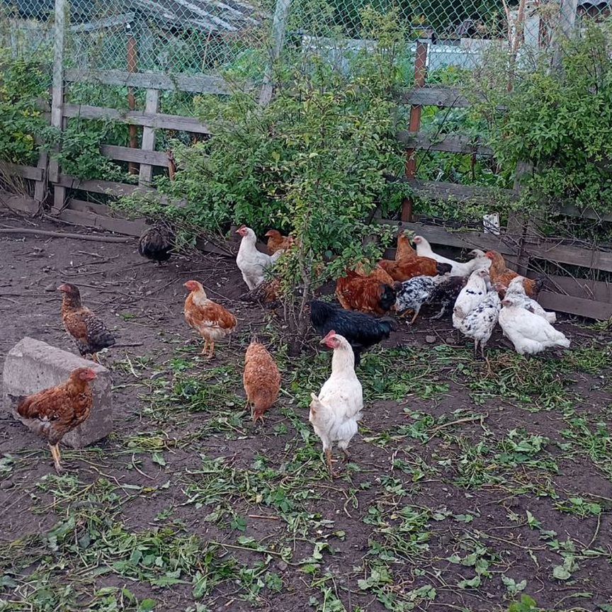 Куры молодки