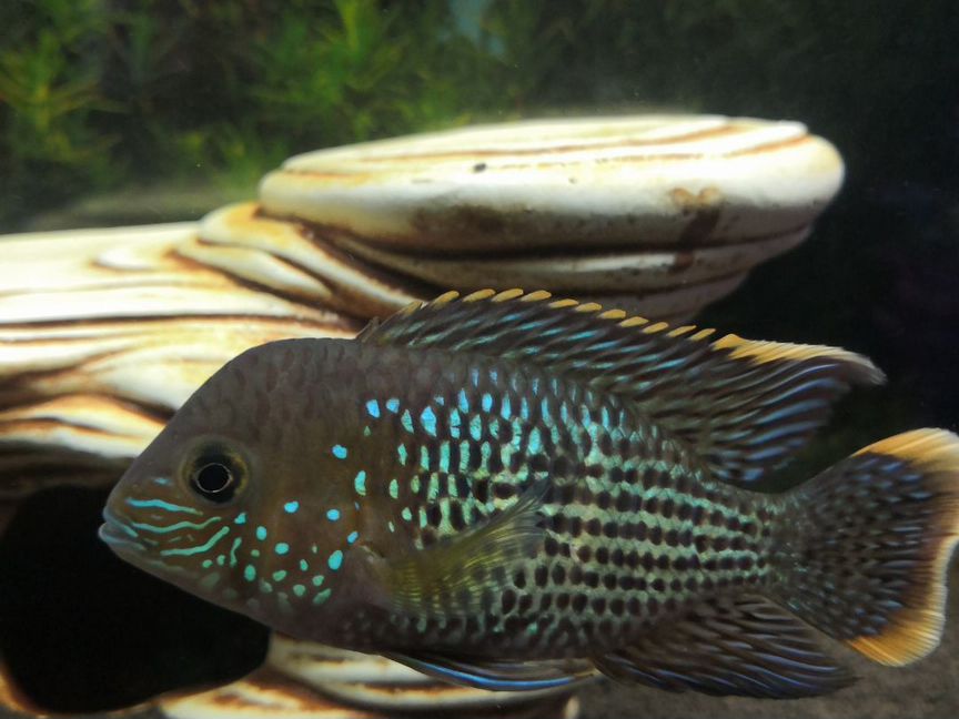 Акара бирюзовая, мальки 3 месяца