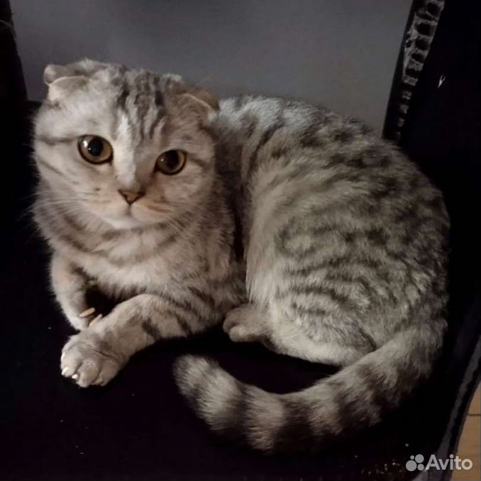 Шотландская вислоухая кошка Марси в дар, 2 года