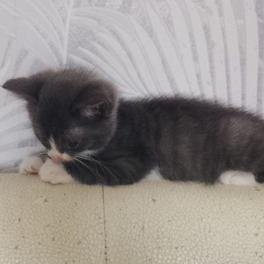 Сибирский котёнок