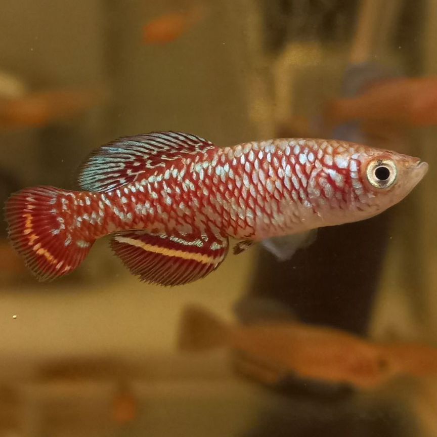 Нотобранхиус мраморный (Nothobranchius marmoreus)