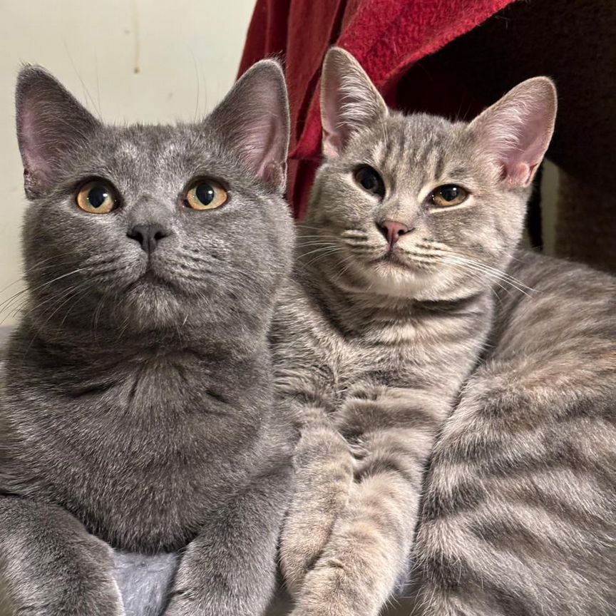 Котята в поиске дома