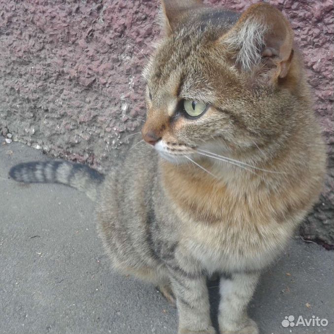 SOS домашняя кошка Даша пропадает на улице