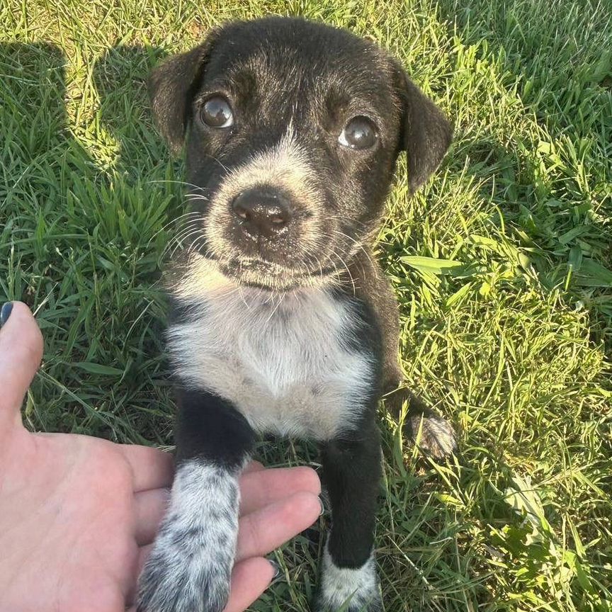 Щенок Элли - собака в добрые руки в дар