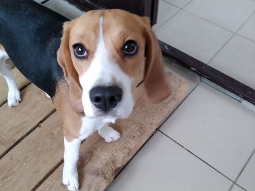 Бигль в добрые руки