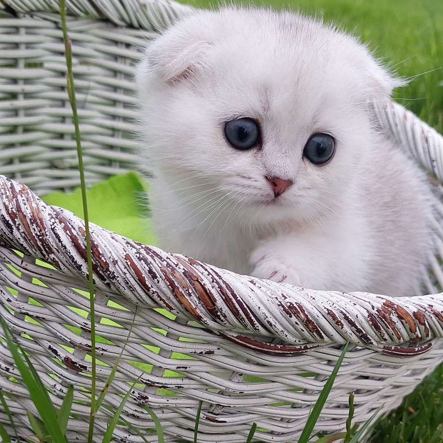 Шотландская вислоухая девочка