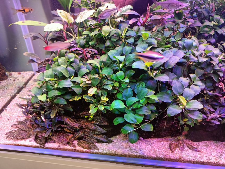 Аквариумные растения