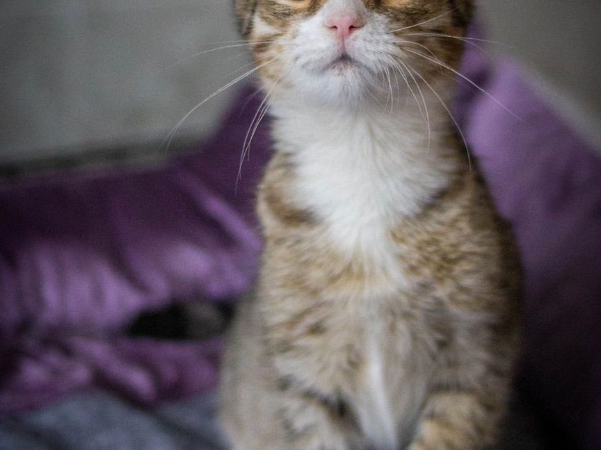 Трогательный котенок Антоша
