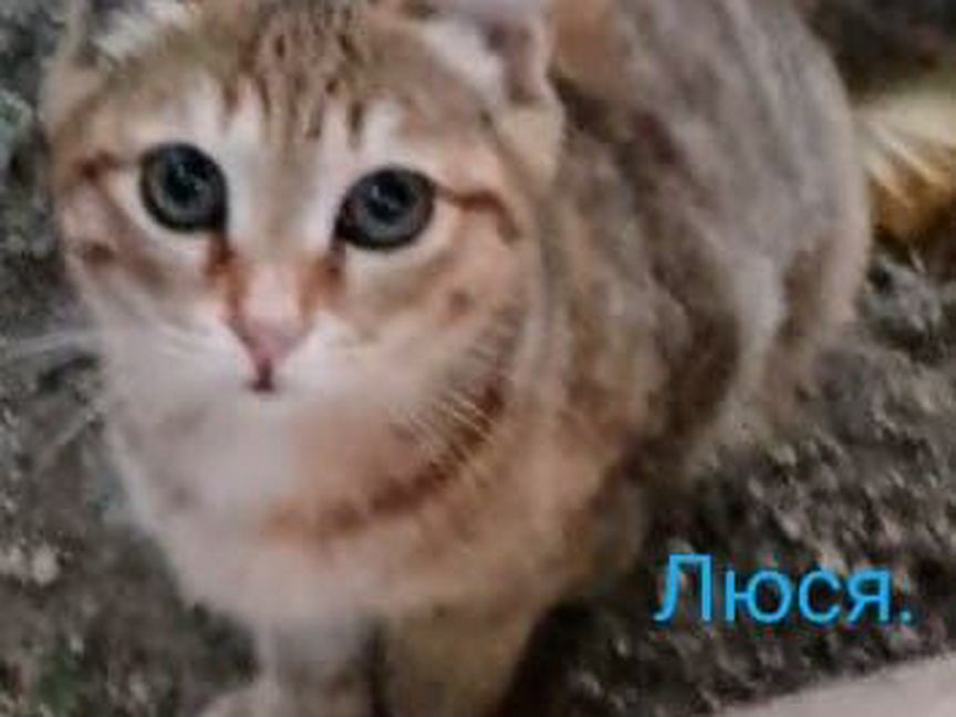 Котенок Люся