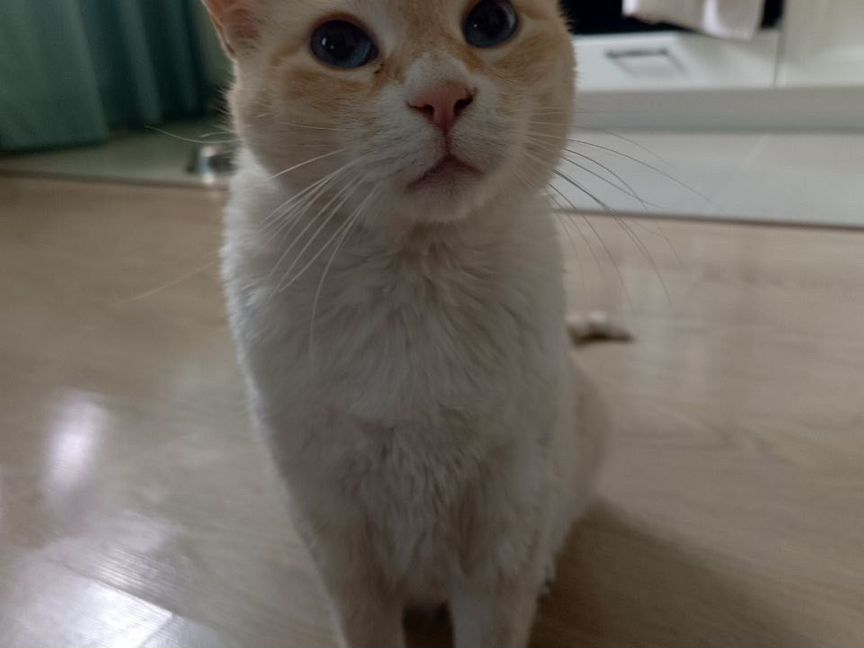 Шикарный котик в добрые руки