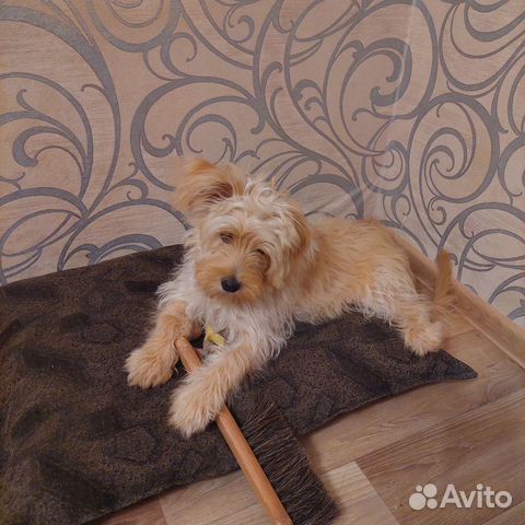 Шенок в добрые руки