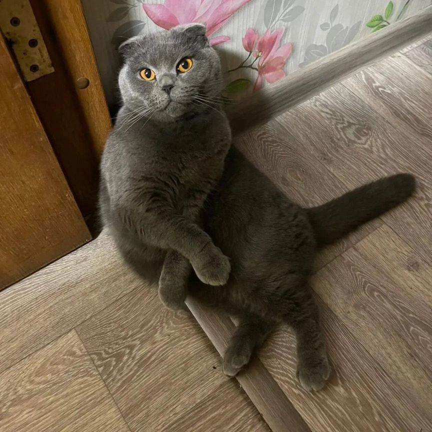 Шотландская