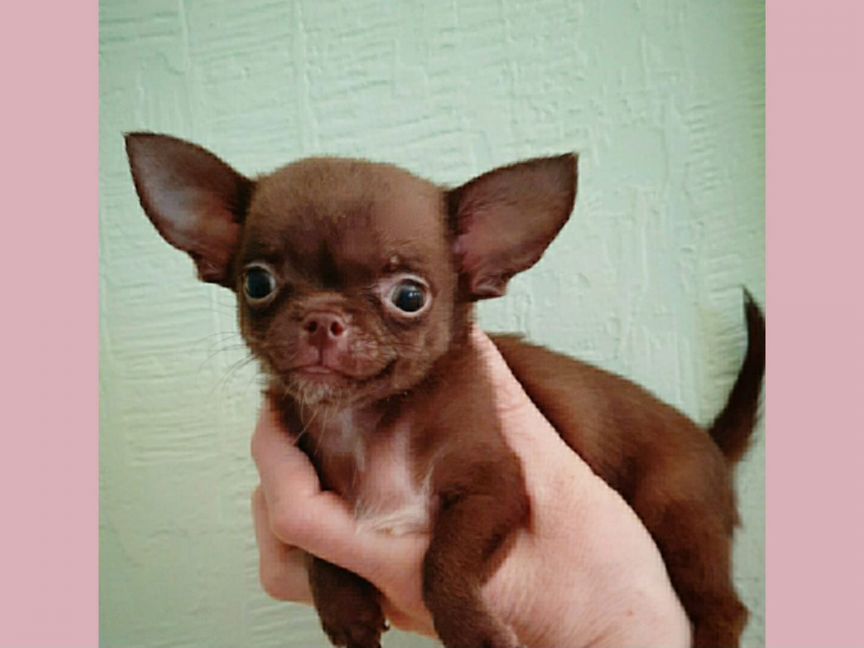 Шоколадный малышок