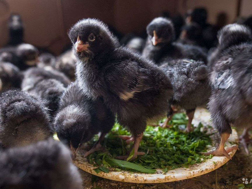 Цыплята суточные