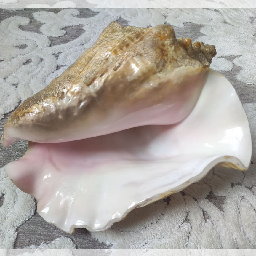 Морская ракушка раковина