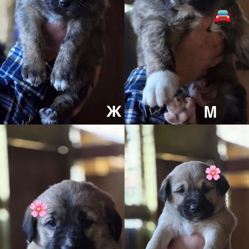 Щенок в добрые руки бесплатно