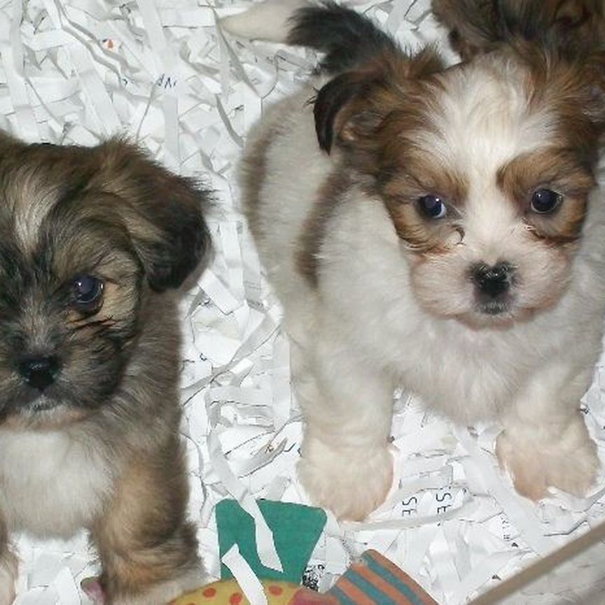 Мальтипу щенки