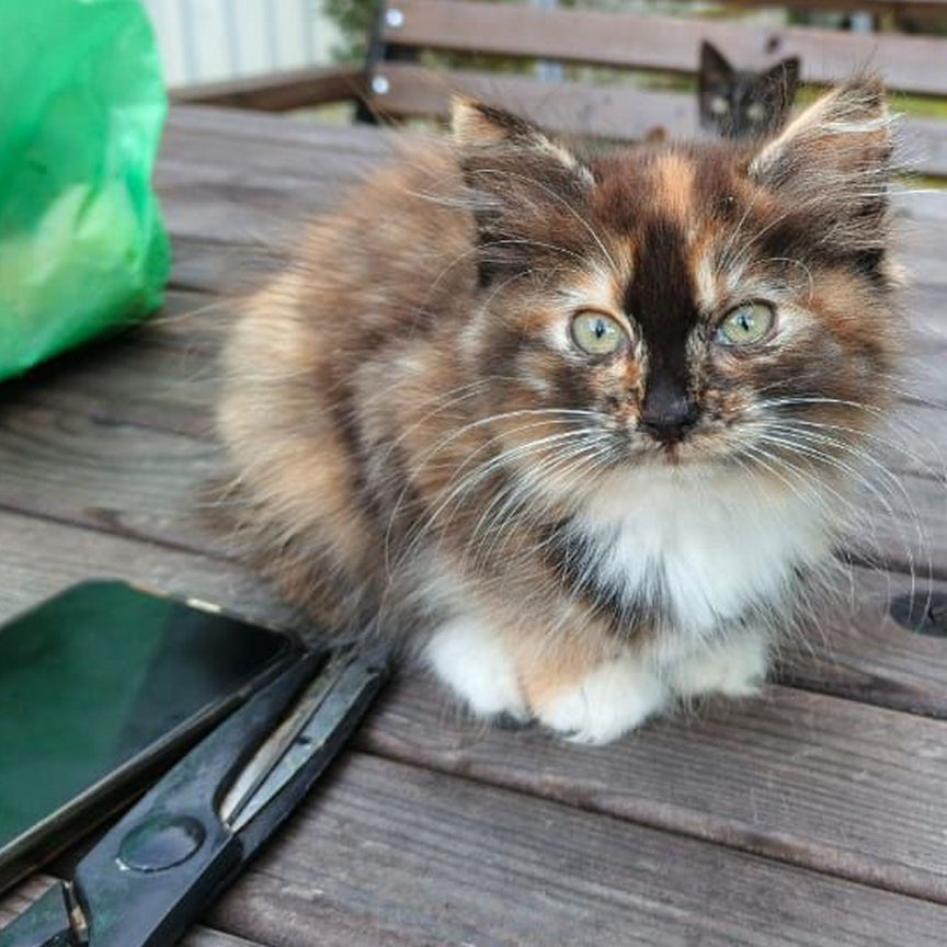 Котята в добрые руки бесплатно