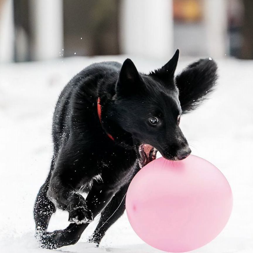 Взрослый пёс в добрые руки