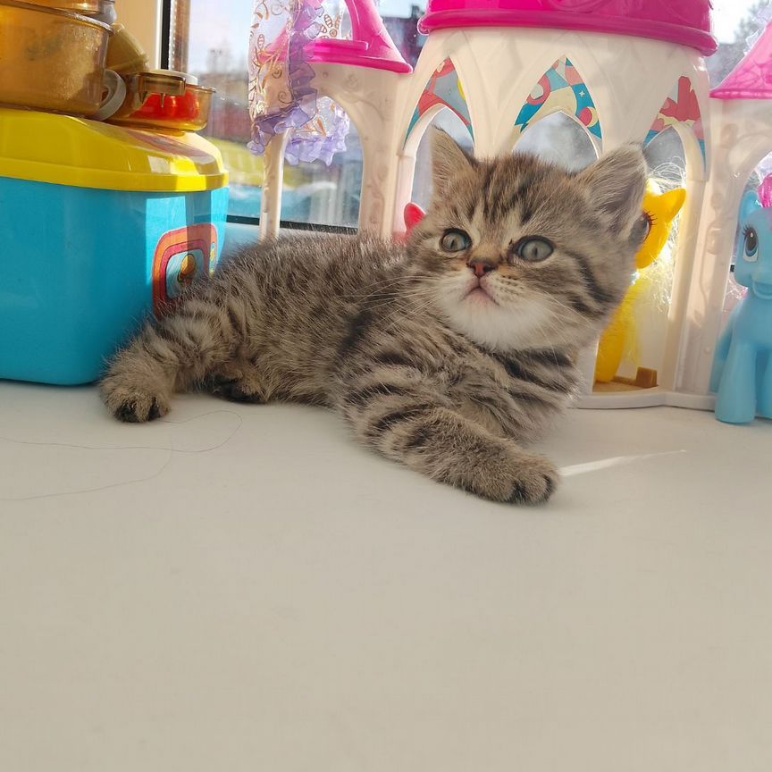 Котята породистые