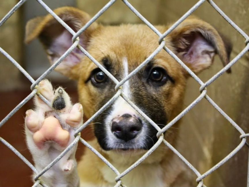 Собаки из приюта щенки, в добрые руки