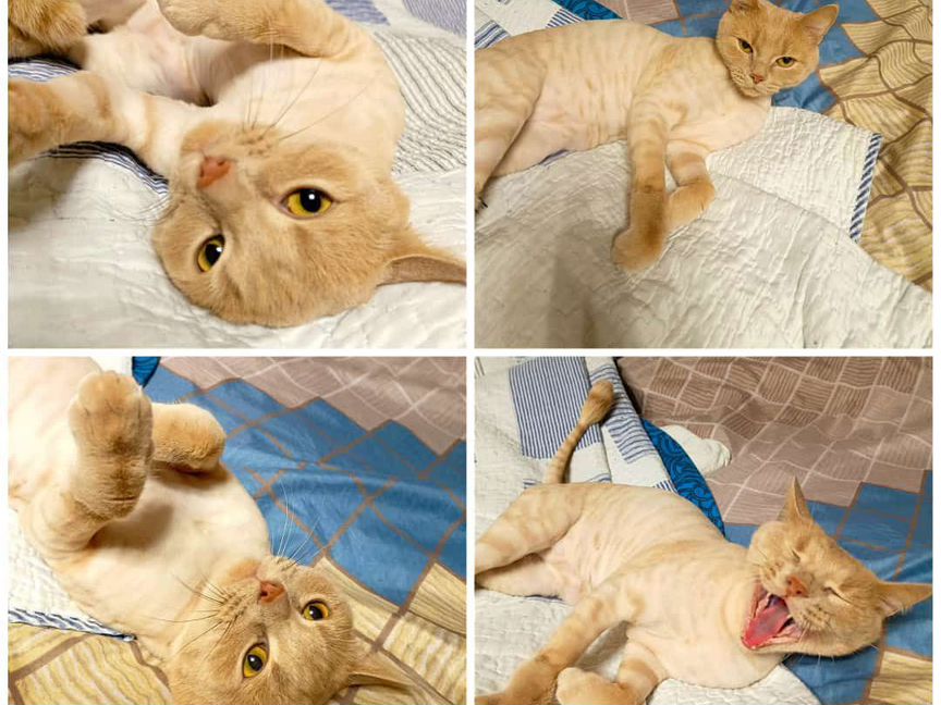 Отдают любимого кота из-за алларгии