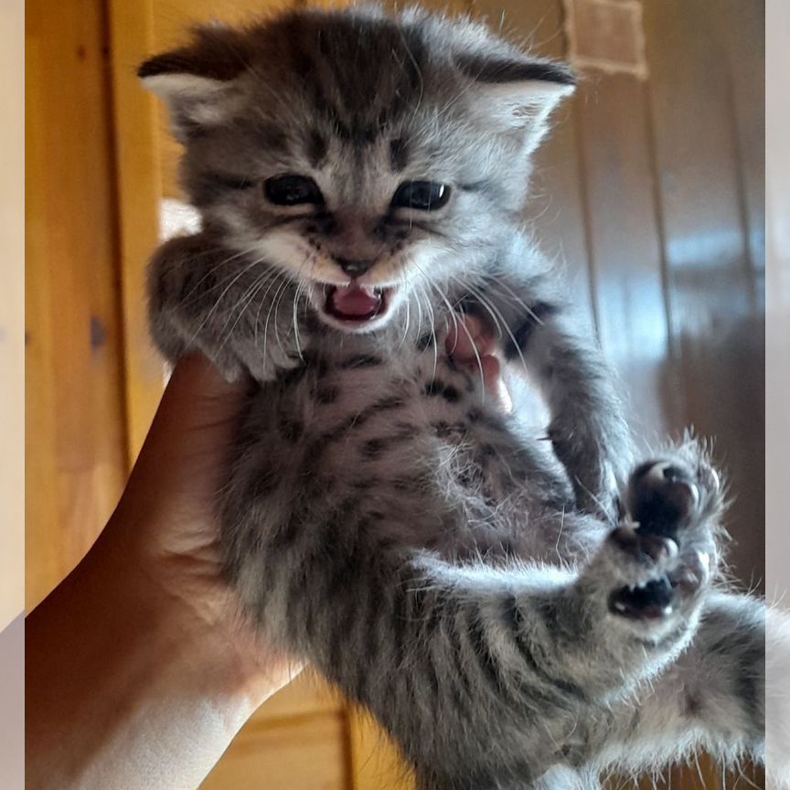 Котята