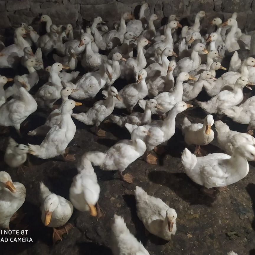 Гуси Линда 1,5мес.утки мулларды 1.5мес