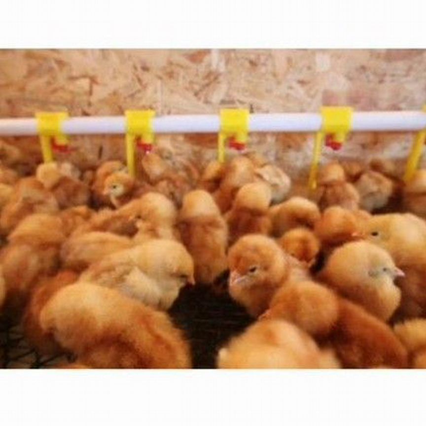 Цыплята Браун Ник