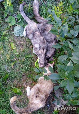 Кошки