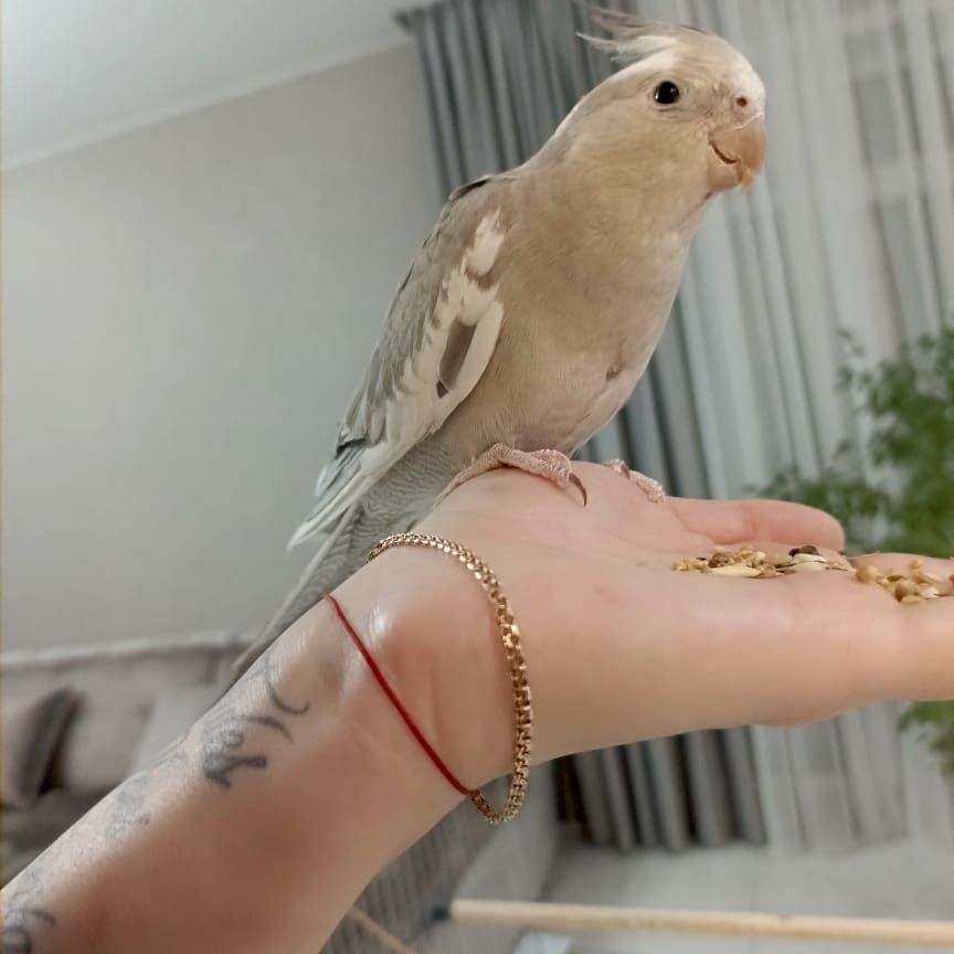 Попугай корелла