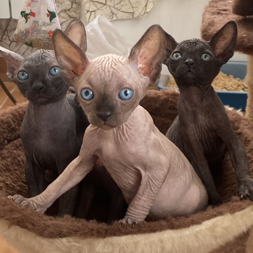 Котята сфинкс