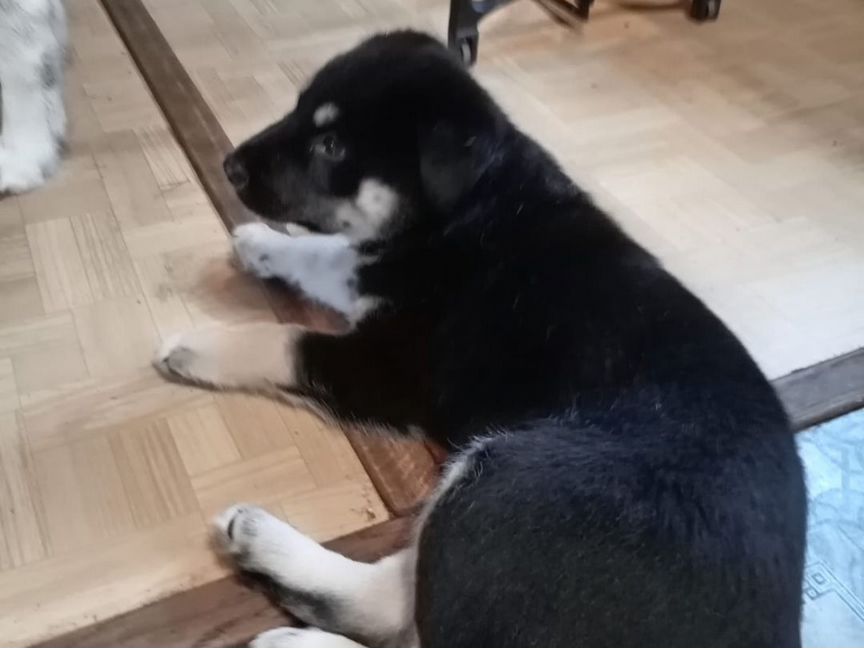 Щенки метисы в добрые руки