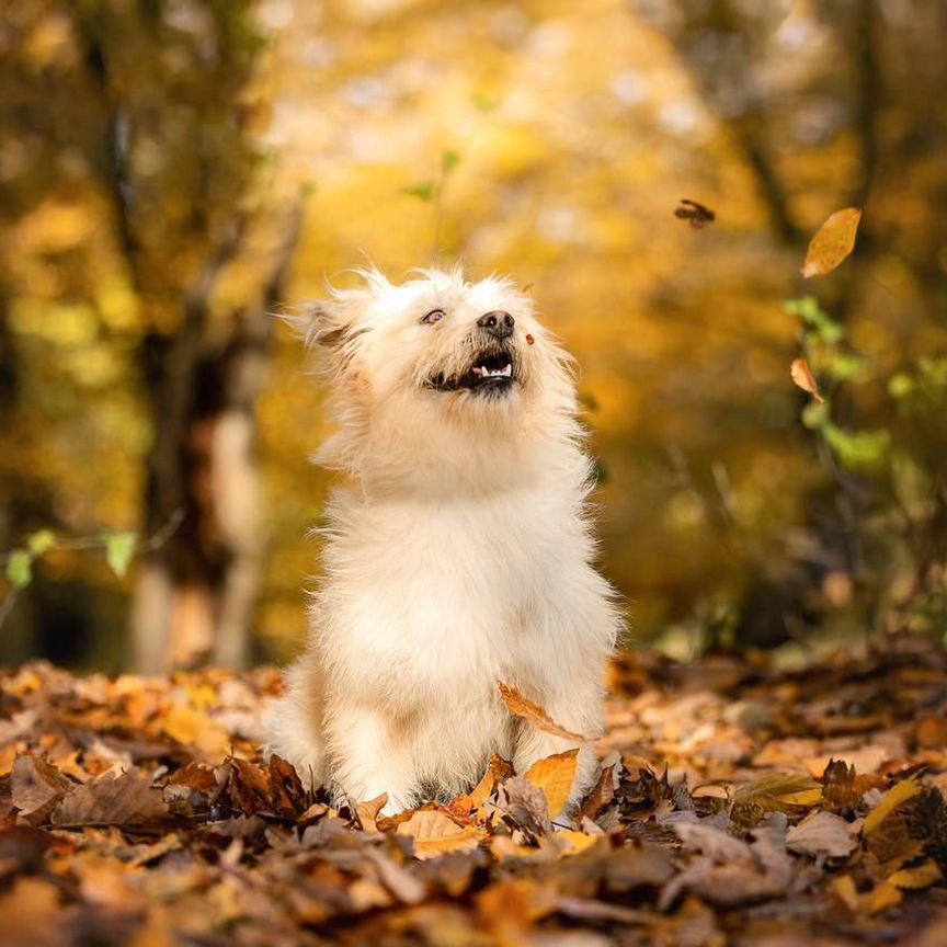 Маленькие собачки в добрые руки