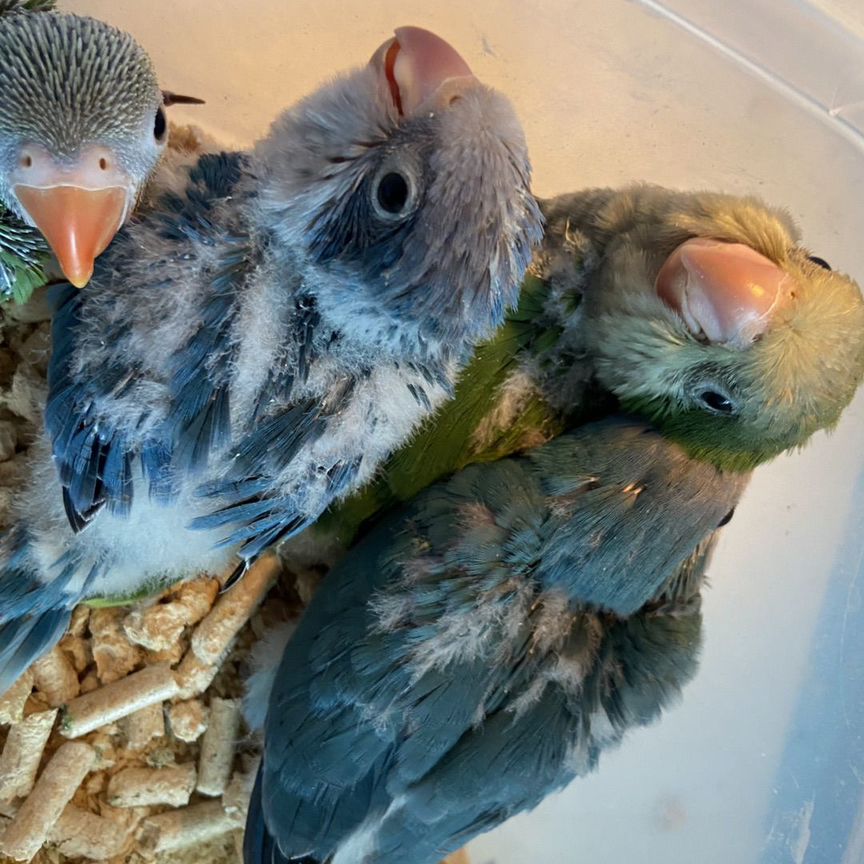 Попугай выкормыш монаха