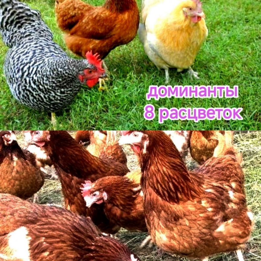 Куры молодки доминант
