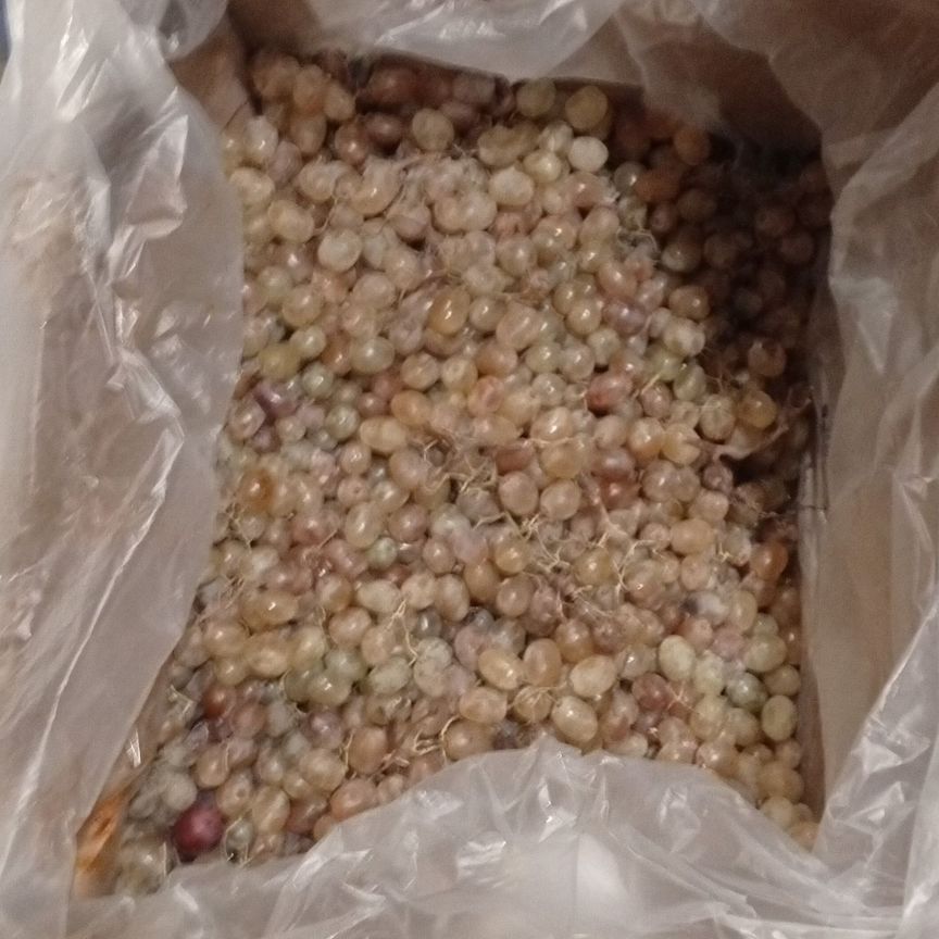 Виноград для животных