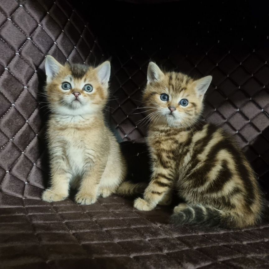 Шотландские пончики