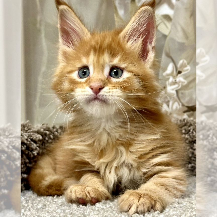 Мейн-кун котёнок