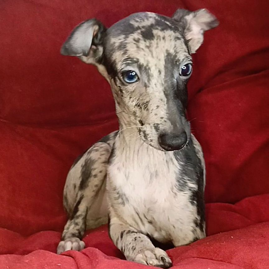 Левретка, щенок