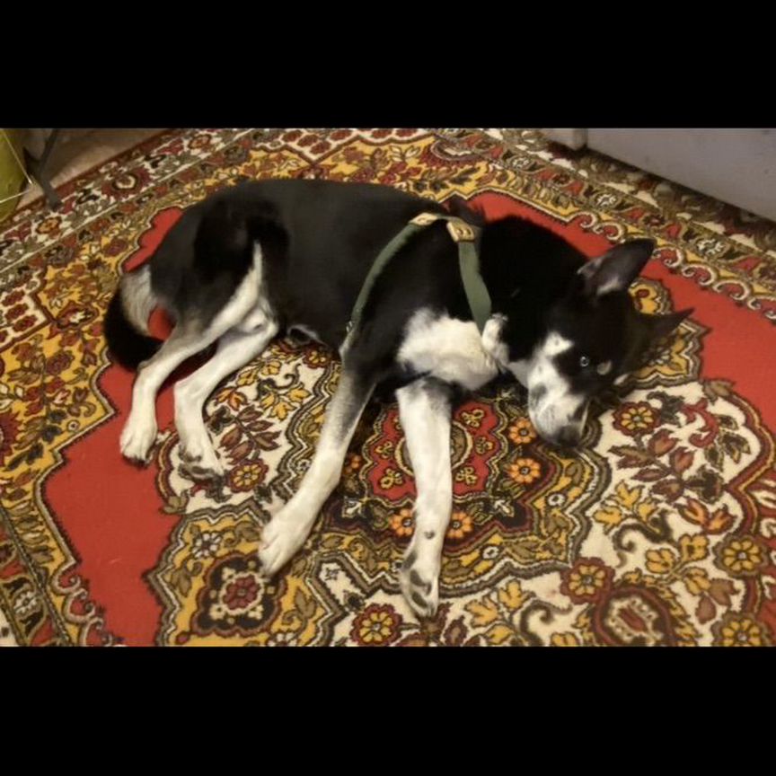 Отдам собаку