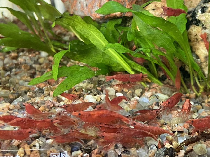 Креветки вишни. Сальвиния плавающая