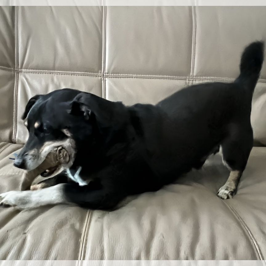 Взрослый пёс в добрые руки