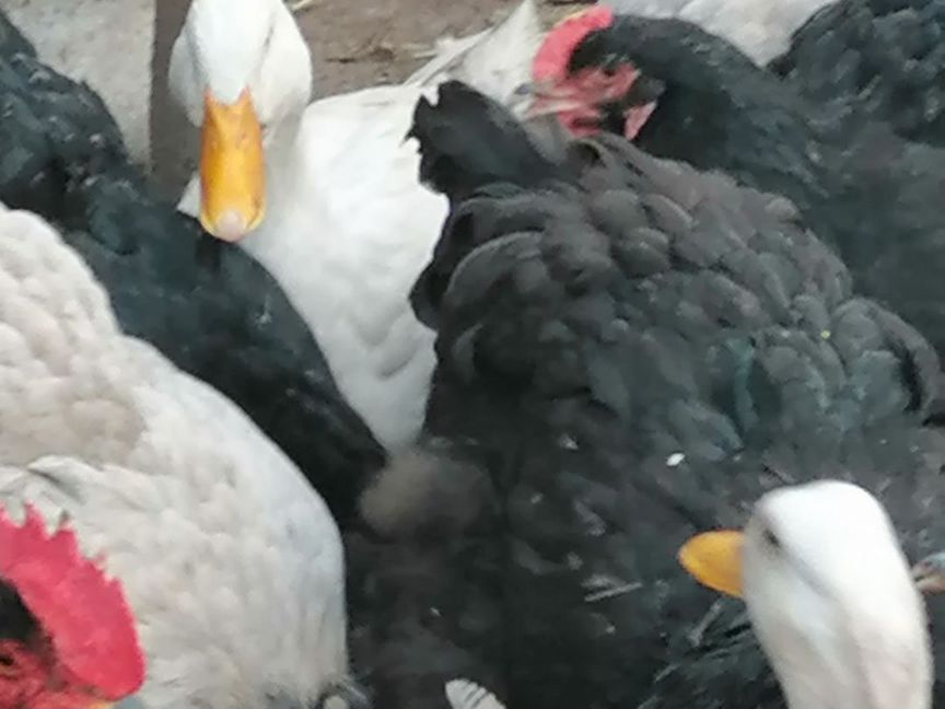 Руанская утка, куры кохинхины